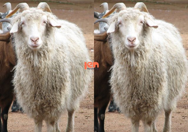 Len là gì? Nguồn gốc của sợi len