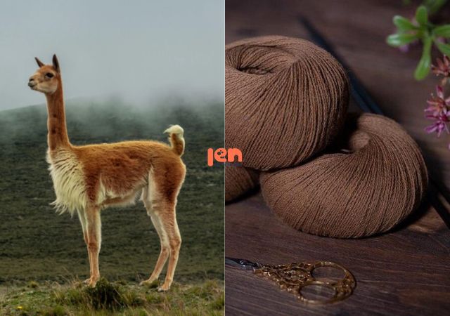 Len là gì? Nguồn gốc của sợi len